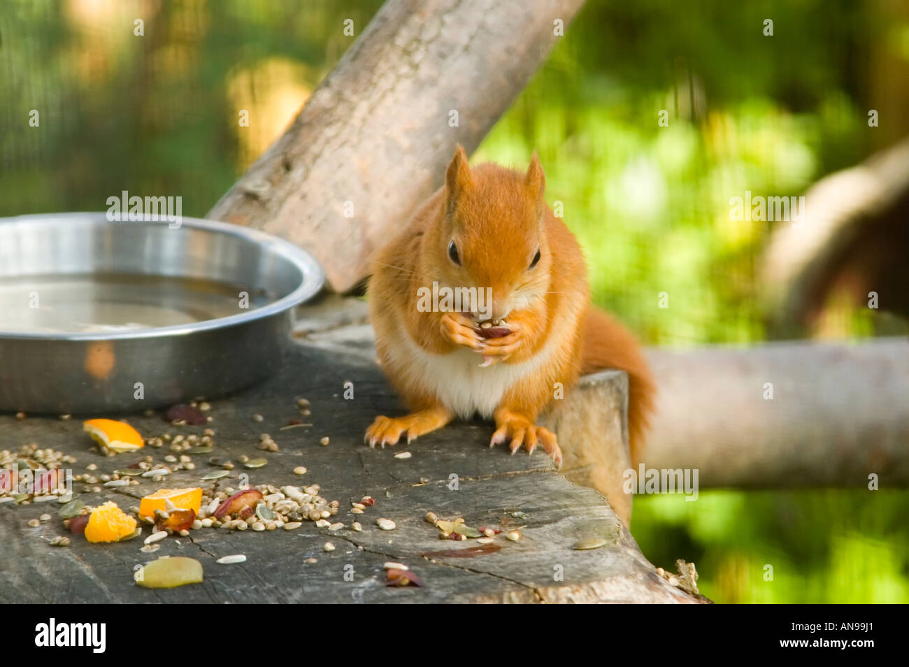 Red squirrel bird table hi-res stock photography and images - Alamy