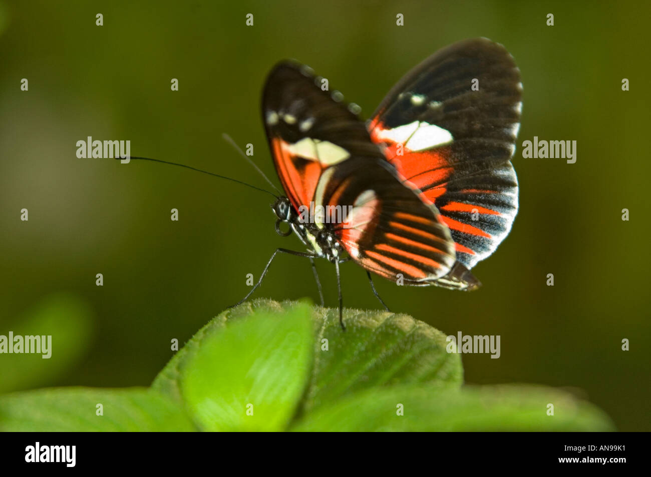 Horizontal close up of a small Postman Longwing butterfly [Heliconius ...
