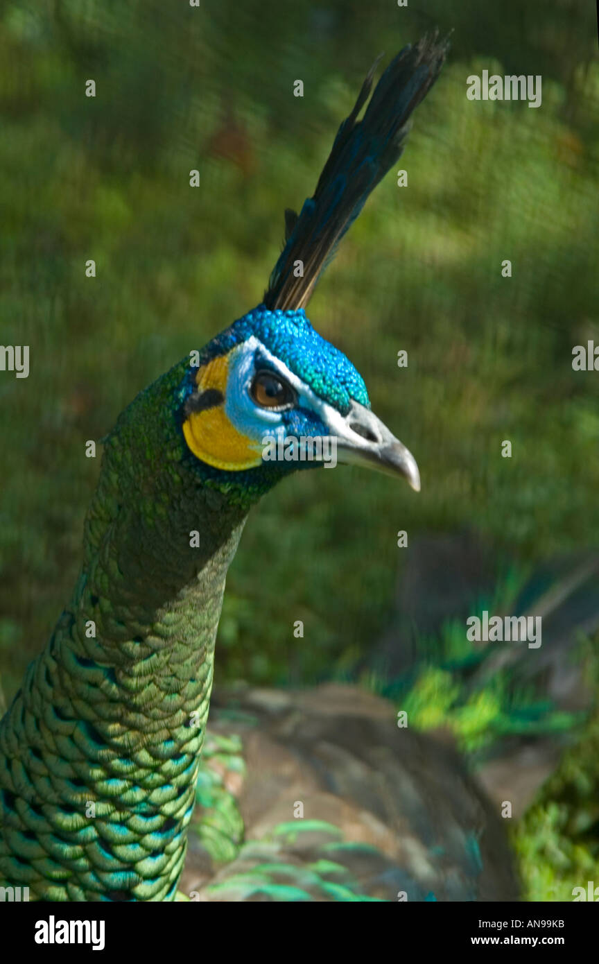 Green peafowl feathers pavo muticus hi-res stock photography and images ...