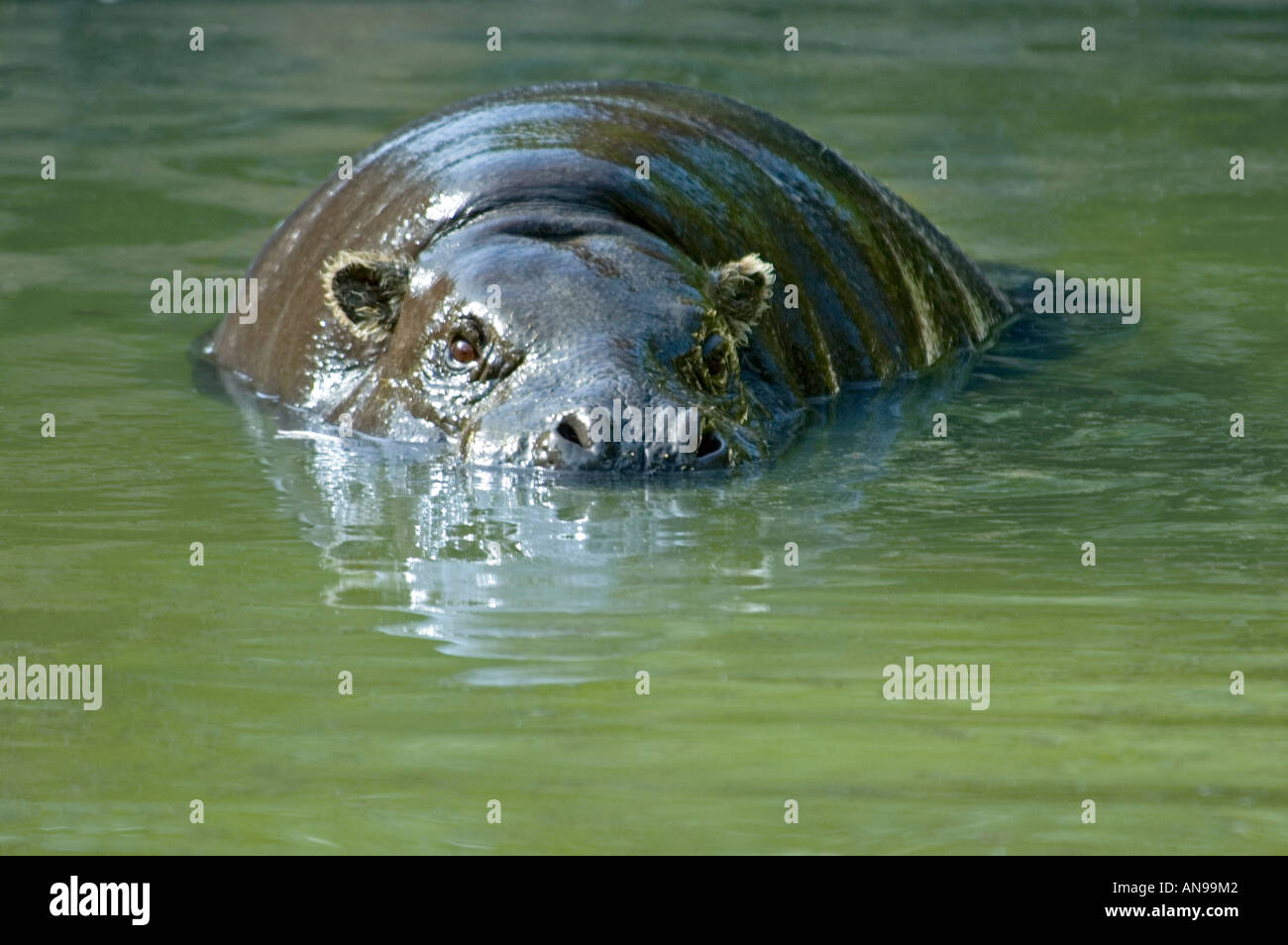 Pygmy hippo swimming in green hi-res stock photography and images - Alamy