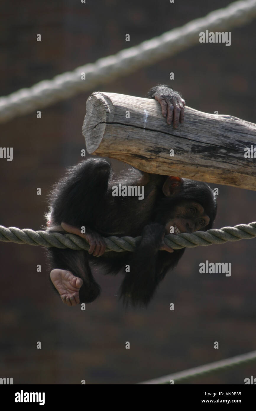 Captive Baby Chimp Stock Photo - Alamy