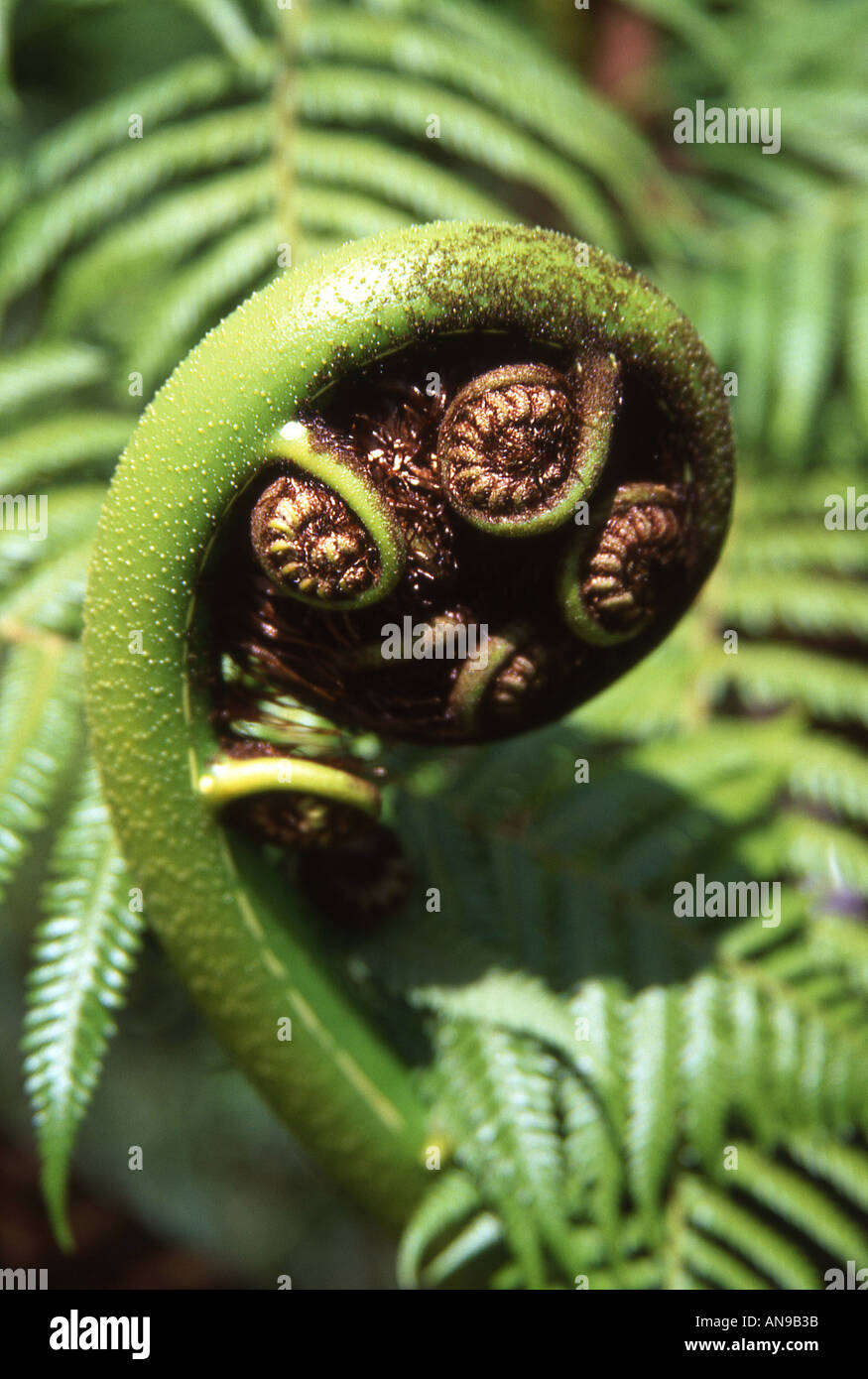 Kiwi ferns hi-res stock photography and images - Alamy
