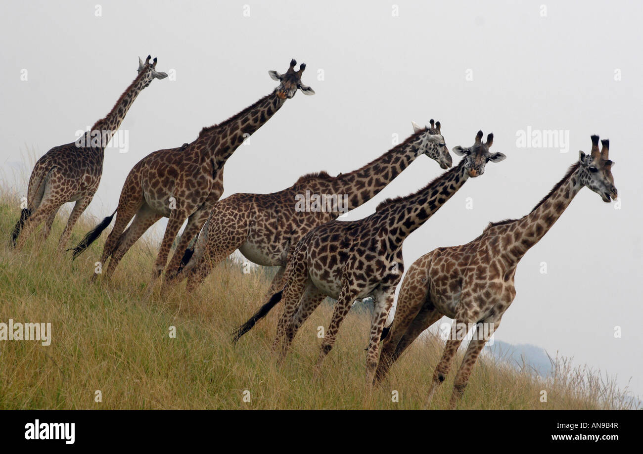 Group of giraffe disconcerted by the smoke from a bush-fire taken in ...