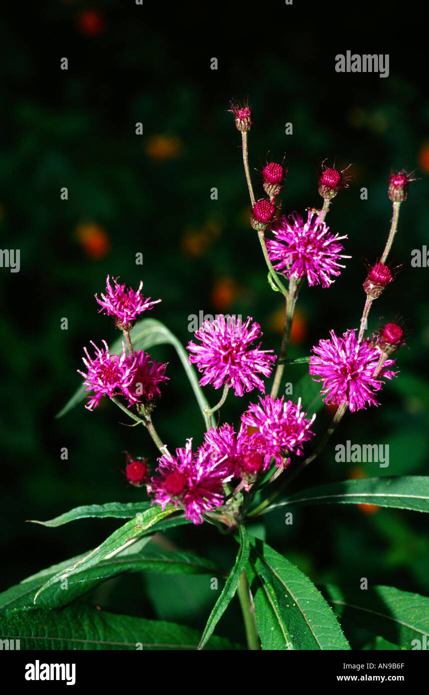Tall Ironweed (Vernonia altissima), Augusta County, Virginia Stock ...