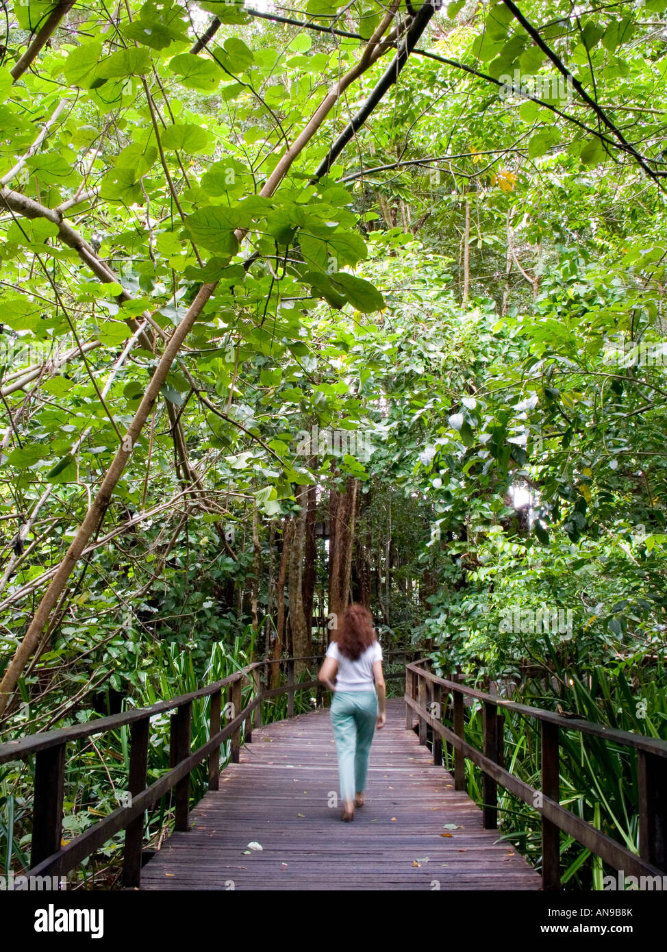 Daintree rainforest australia walking hi-res stock photography and ...
