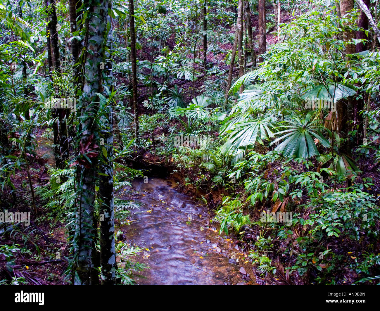 Daintree rainforest, australia hi-res stock photography and images - Alamy