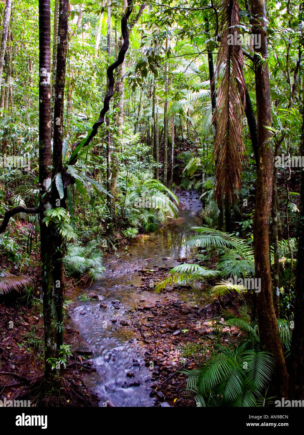 Daintree Rainforest, Queensland, Australia Stock Photo - Alamy
