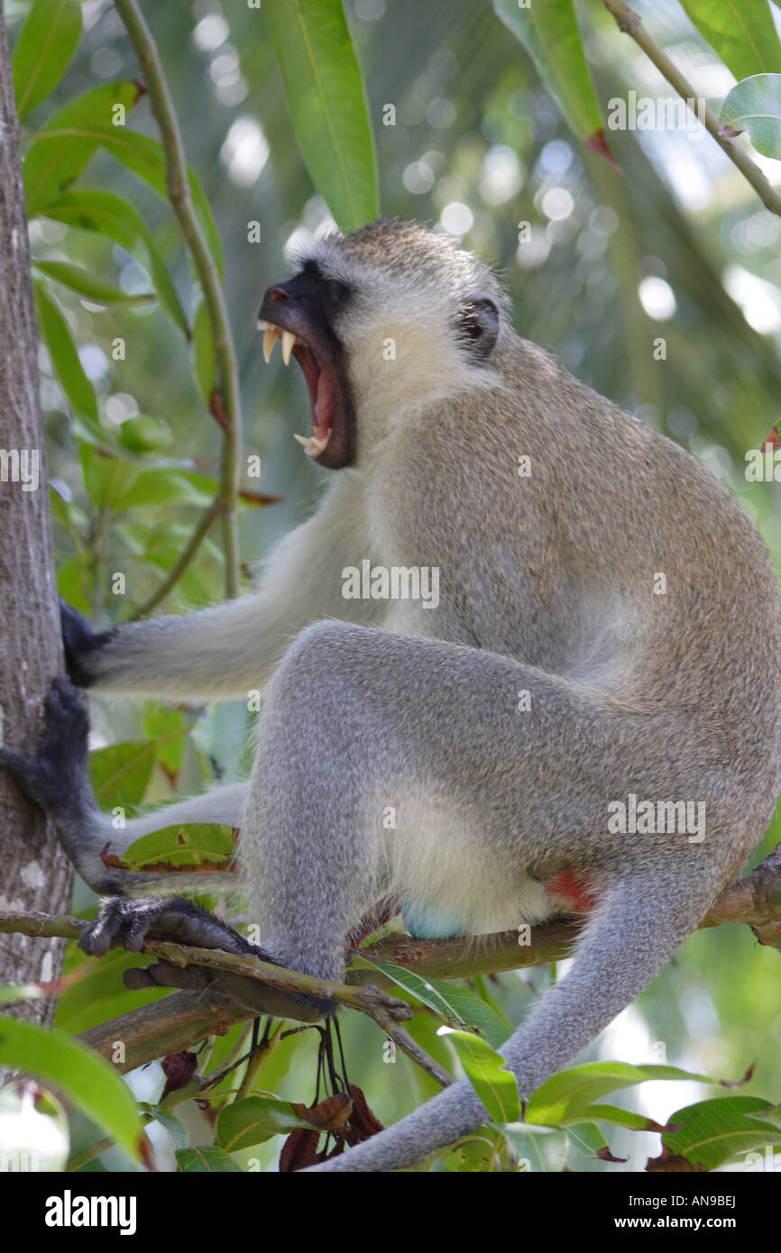 Vervet monkey calling hi-res stock photography and images - Alamy