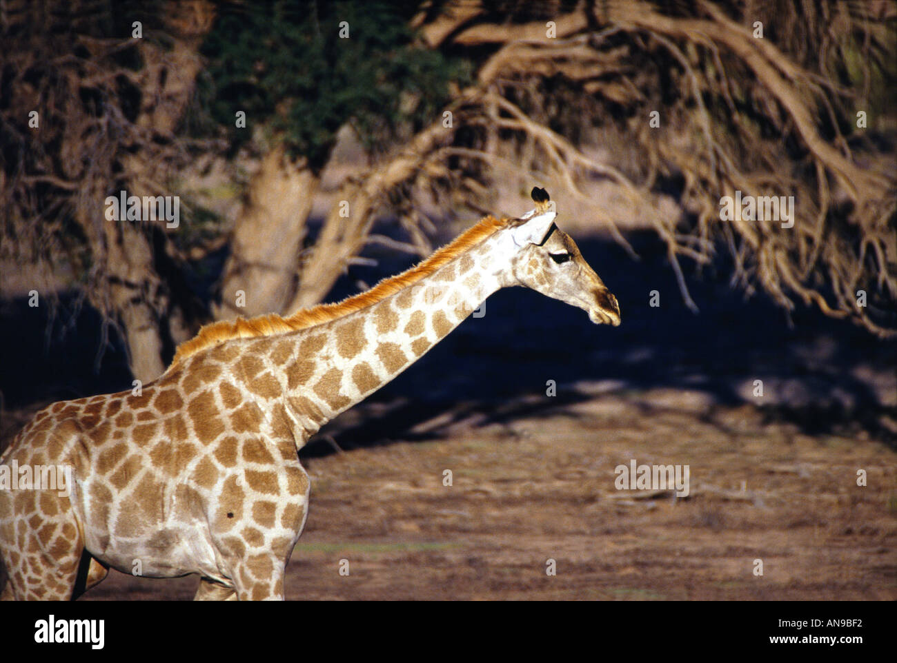 Giraffe Kalahari Southern Africa Stock Photo - Alamy