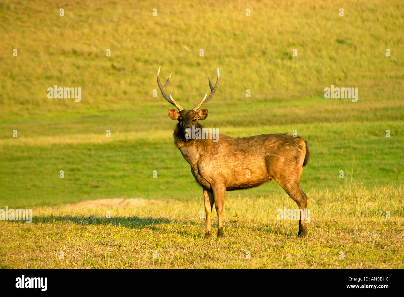 SAMBAR DEER IN PERIYAR TIGER RESERVE THEKKADY KERALA Stock Photo - Alamy
