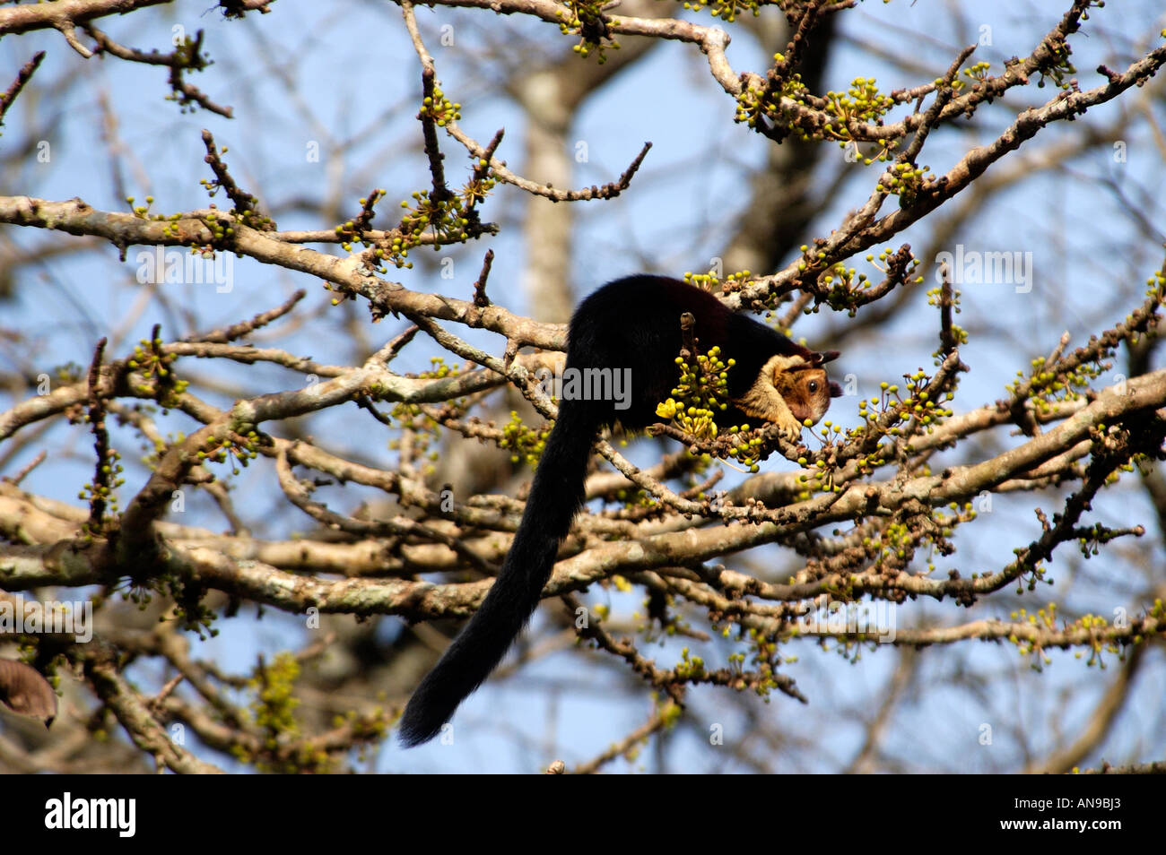 MALABAR GIANT SQUIRREL, PERIYAR TIGER RESERVE, THEKKADY, IDUKKI DIST ...