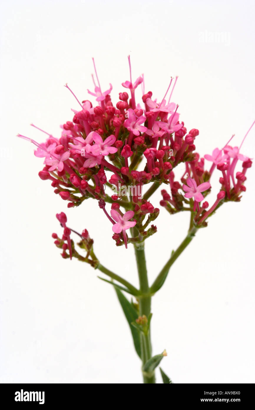 Centranthus ruber cutout hi-res stock photography and images - Alamy