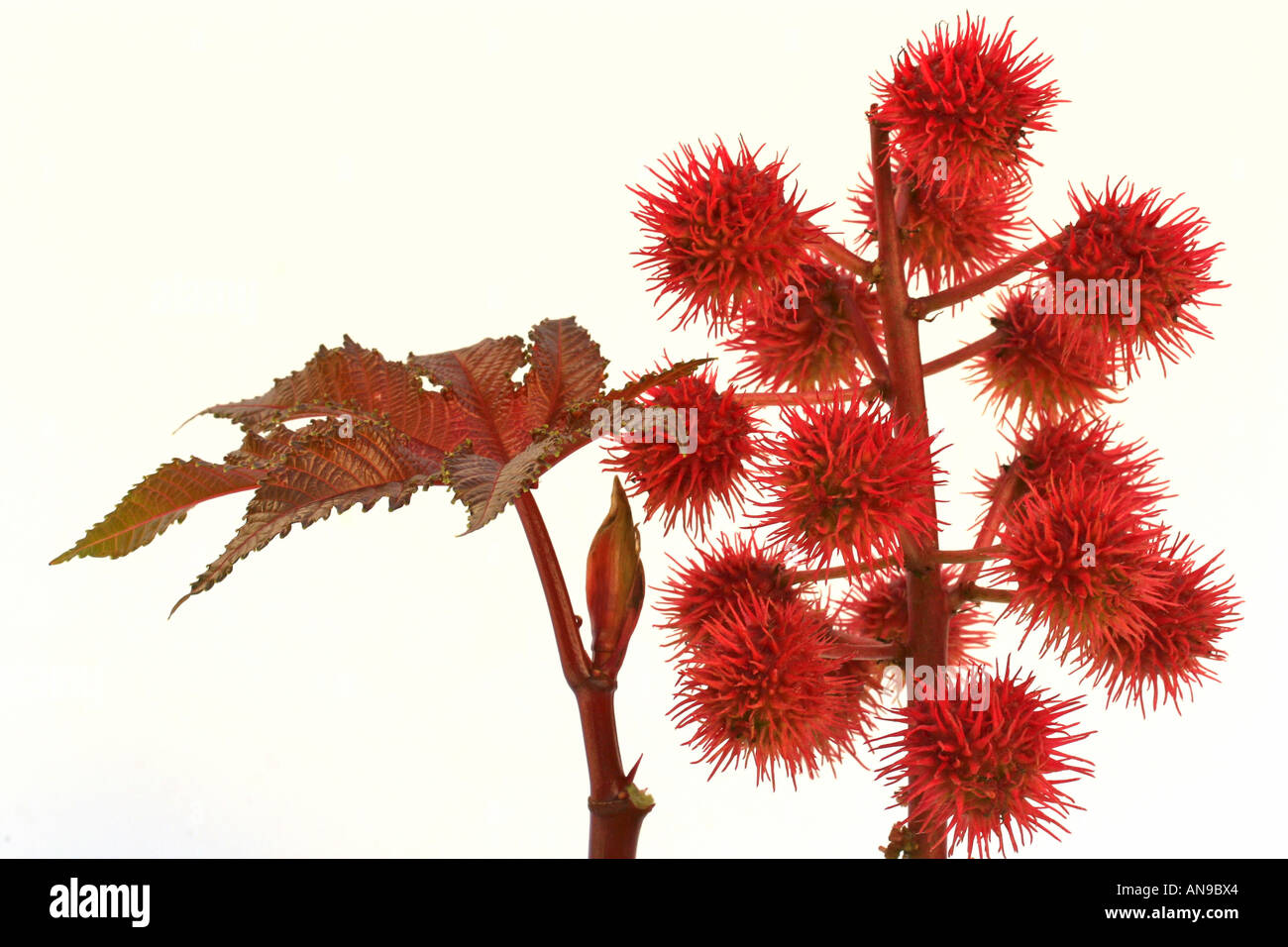 Castor oil plant with Fruits Stock Photo - Alamy