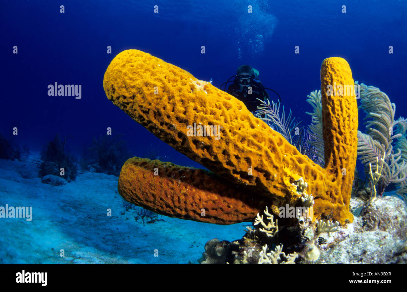 Tube sponge hi-res stock photography and images - Alamy