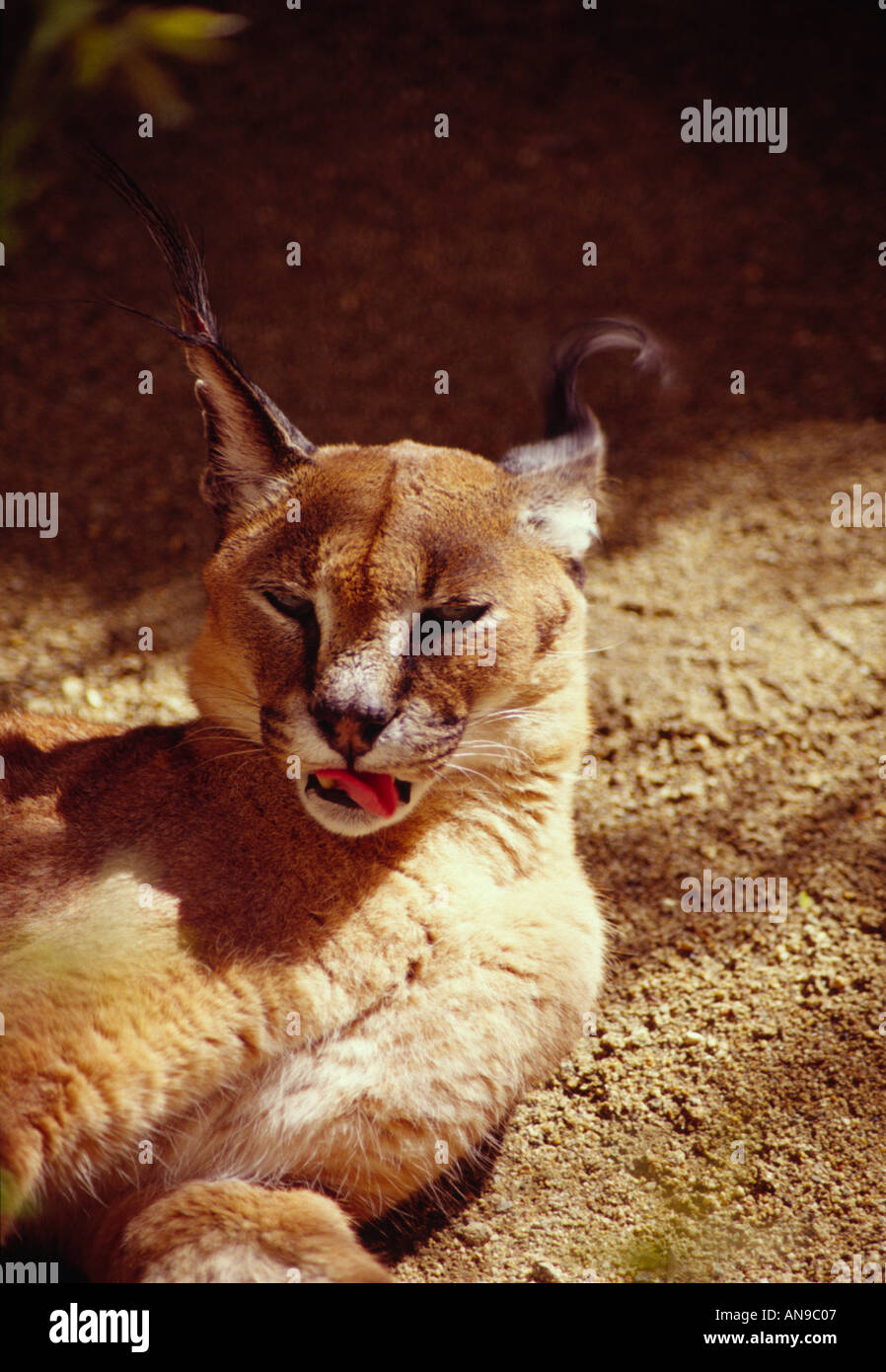 Caracal tongue hi-res stock photography and images - Alamy