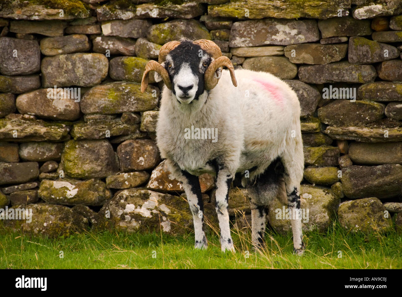 Swaledale tup hi-res stock photography and images - Alamy