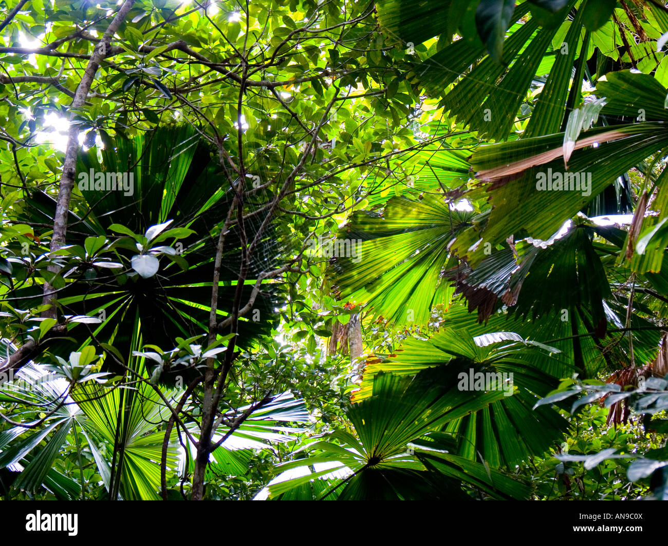 Australian fan palms hi-res stock photography and images - Alamy