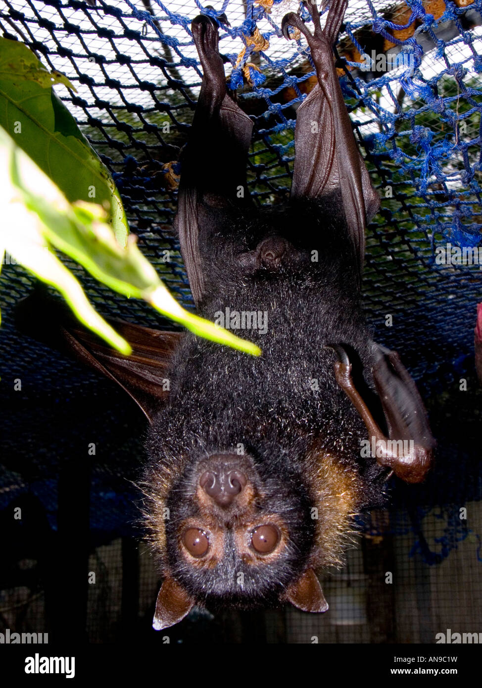 Flying fox, Queensland, Australia Stock Photo - Alamy