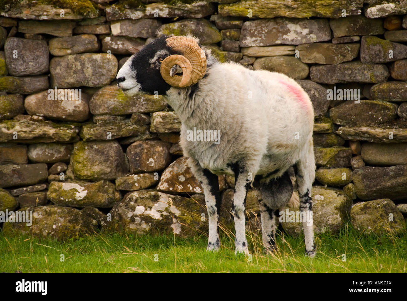 Swaledale tup hi-res stock photography and images - Alamy