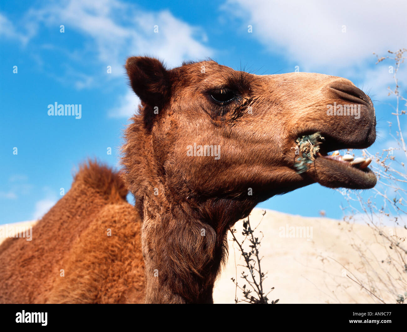 Camel hi res hi-res stock photography and images - Alamy