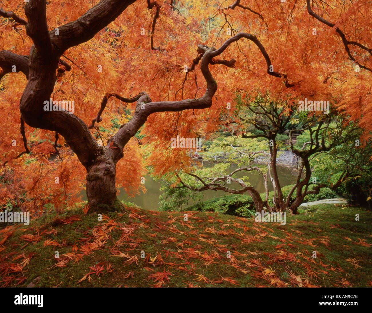 Portland s Japanese Garden maple tree in vivid autumn color Stock Photo ...