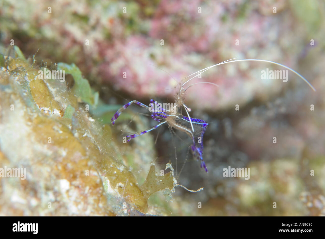 Pederson Cleaner Shrimp in Little Cayman Cayman Islands Stock Photo - Alamy