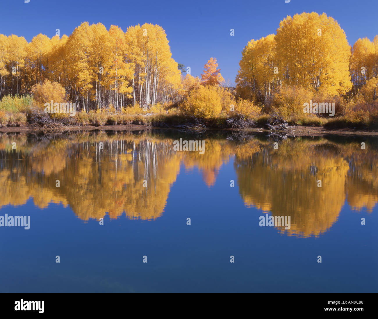 Central Oregon s Deschutes River autumn aspen reflection Stock Photo ...
