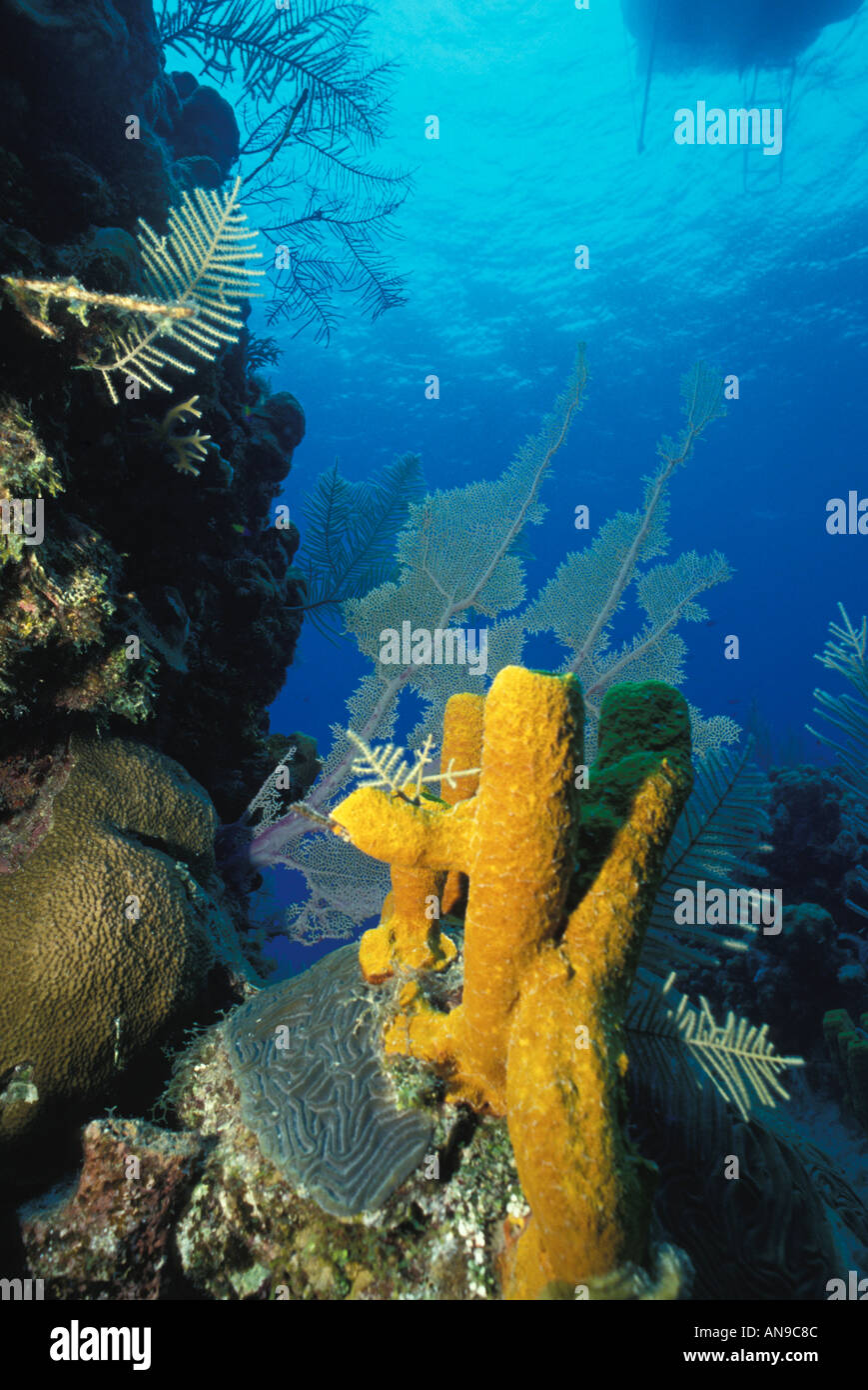 Yellow Tube Sponge on a reef in Grand Cayman Cayman Islands Stock Photo ...