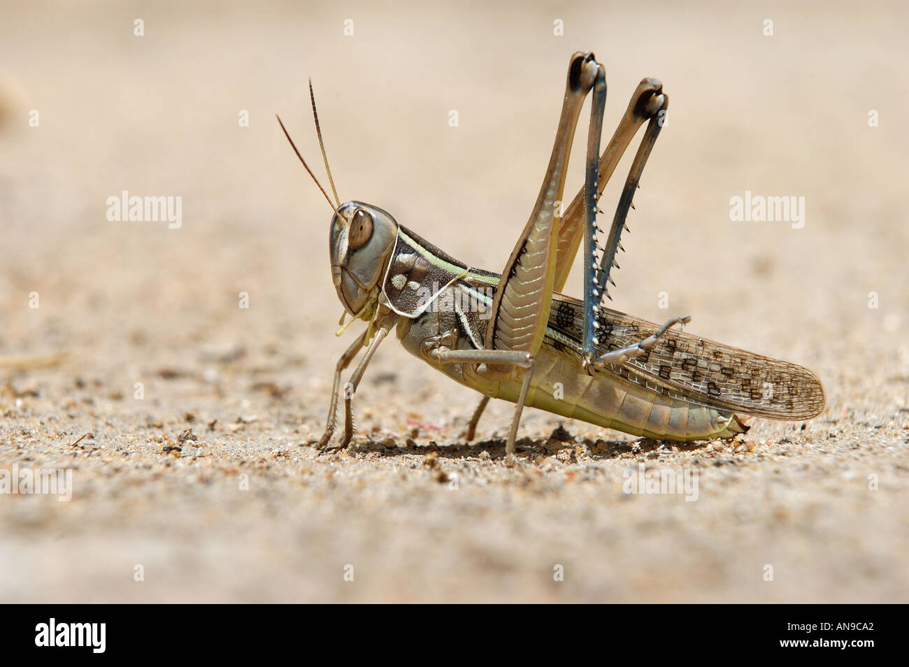 Grasshopper species hi-res stock photography and images - Alamy