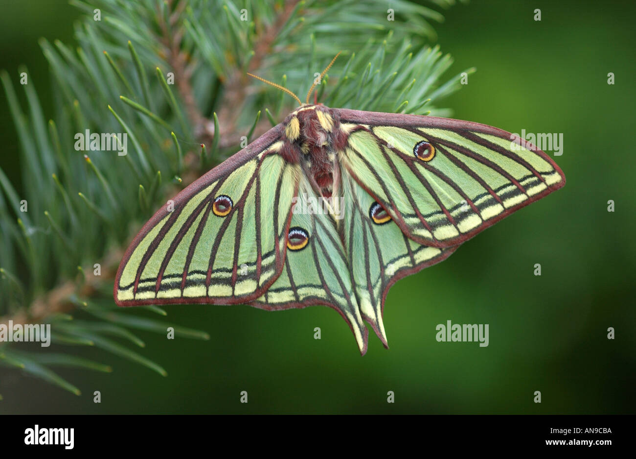 Female Spanish Moon Moth Stock Photo - Alamy