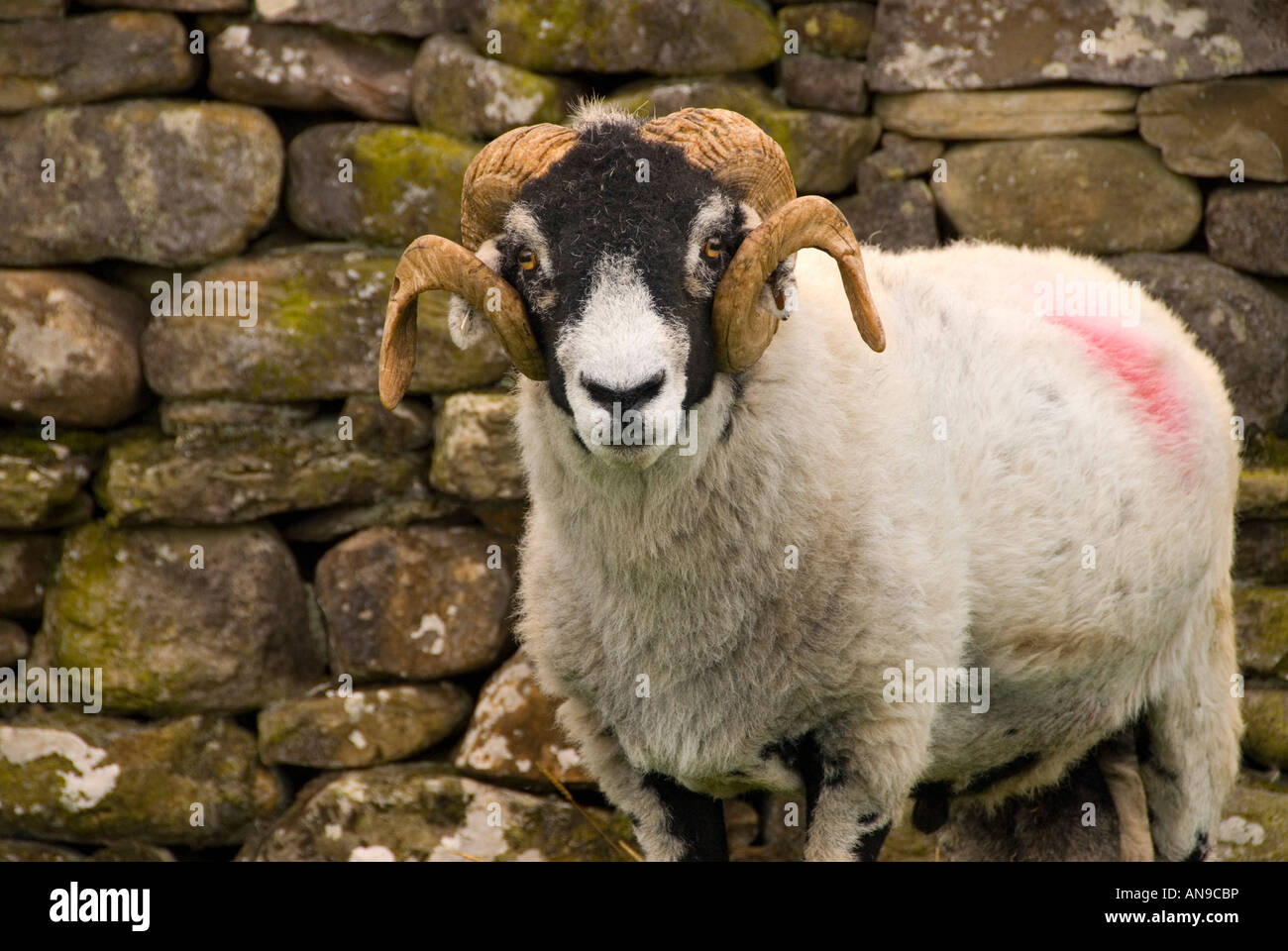 Tup ram hi-res stock photography and images - Alamy