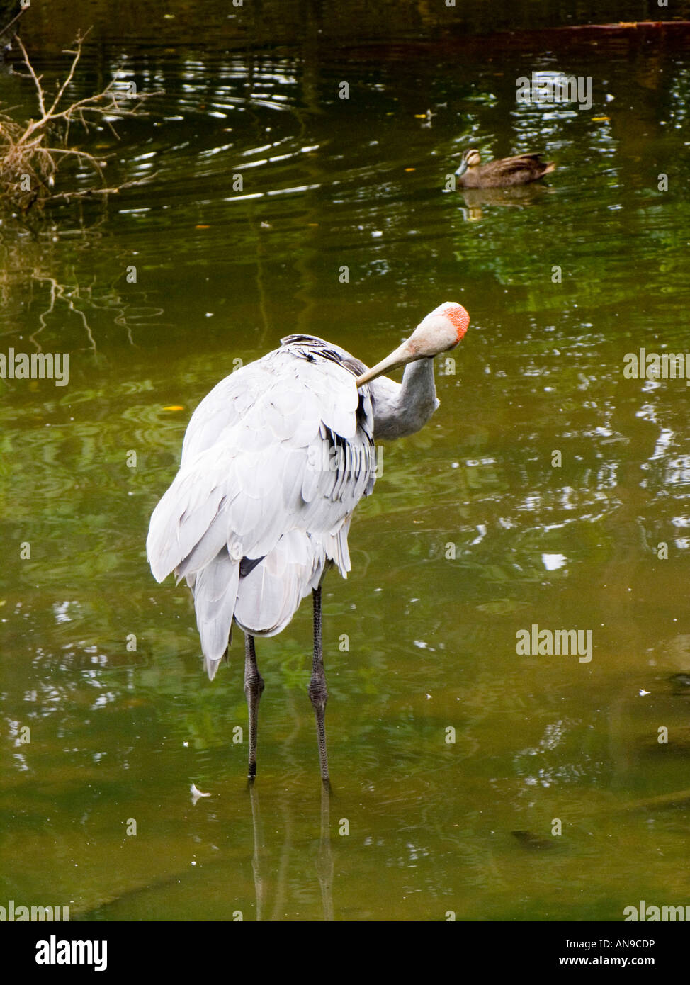 Grey Dancer High Resolution Stock Photography and Images - Alamy