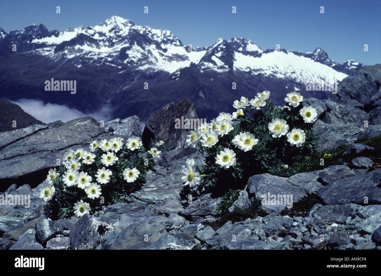 Alpine history new zealand hi-res stock photography and images - Alamy