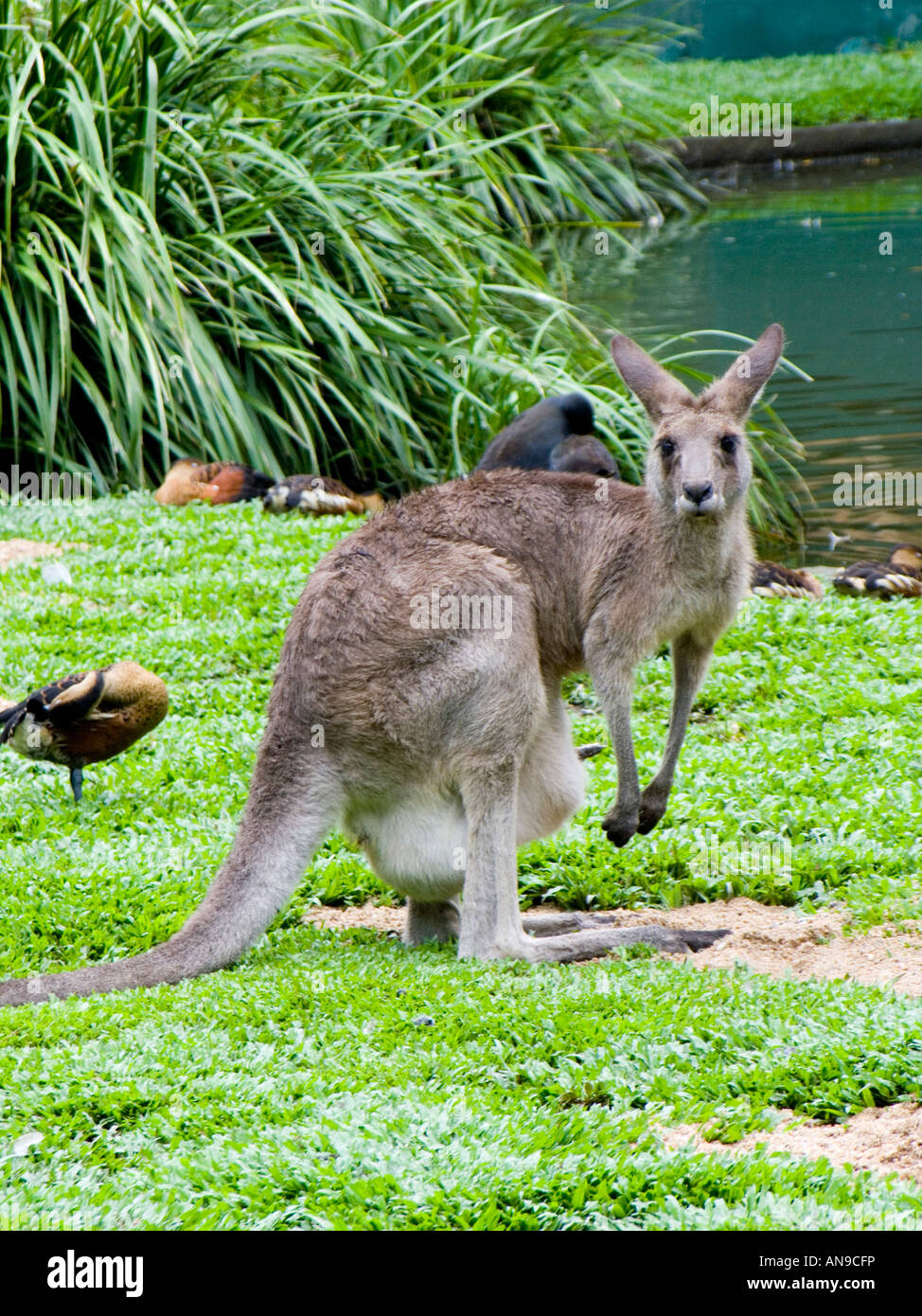 kangaroo, Queensland, Australia Stock Photo - Alamy