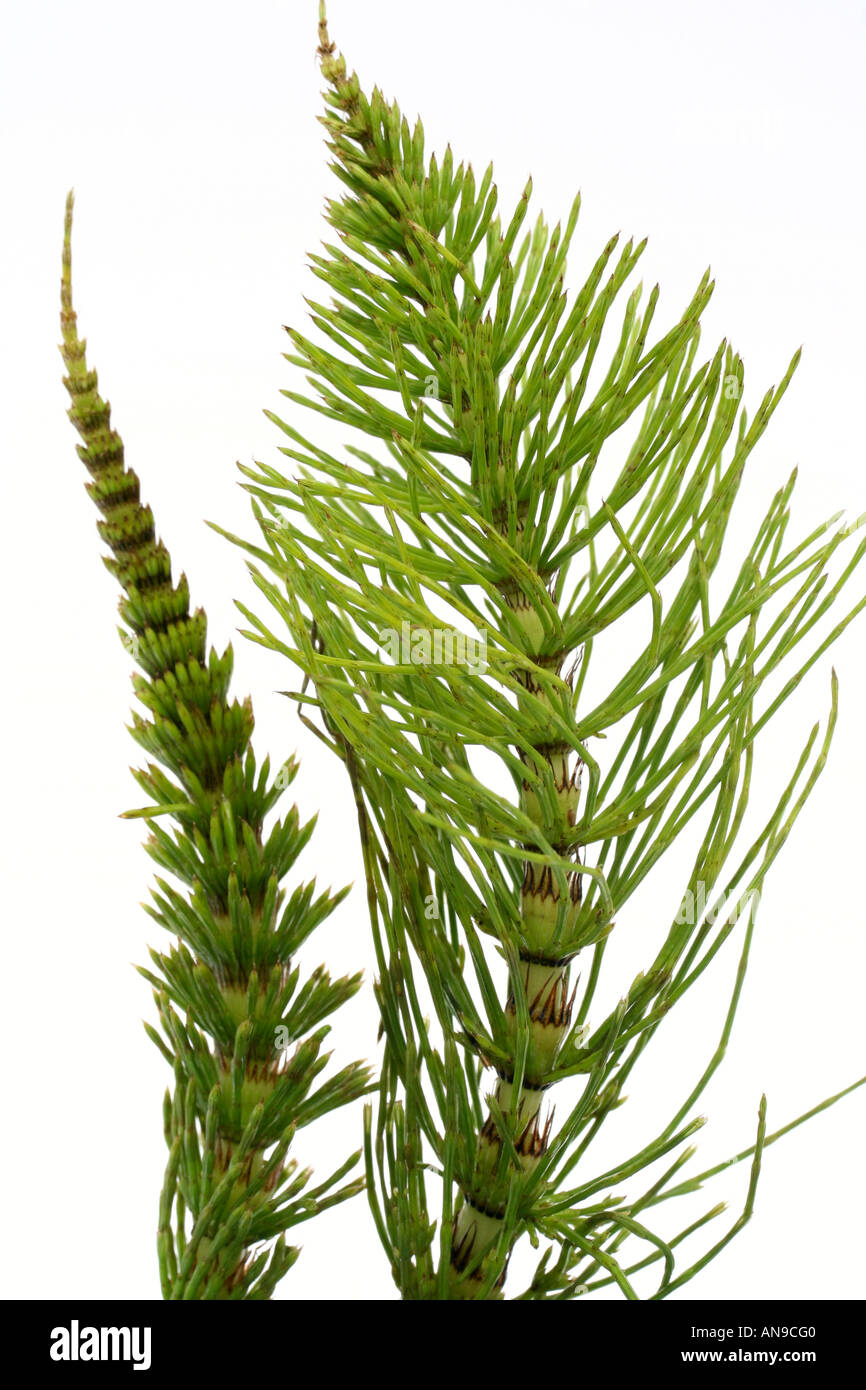 Horsetail Equisetum arvense Stock Photo - Alamy