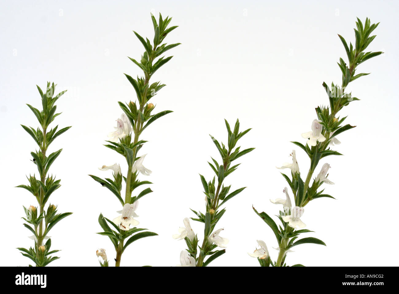 Satureja spice hi-res stock photography and images - Alamy