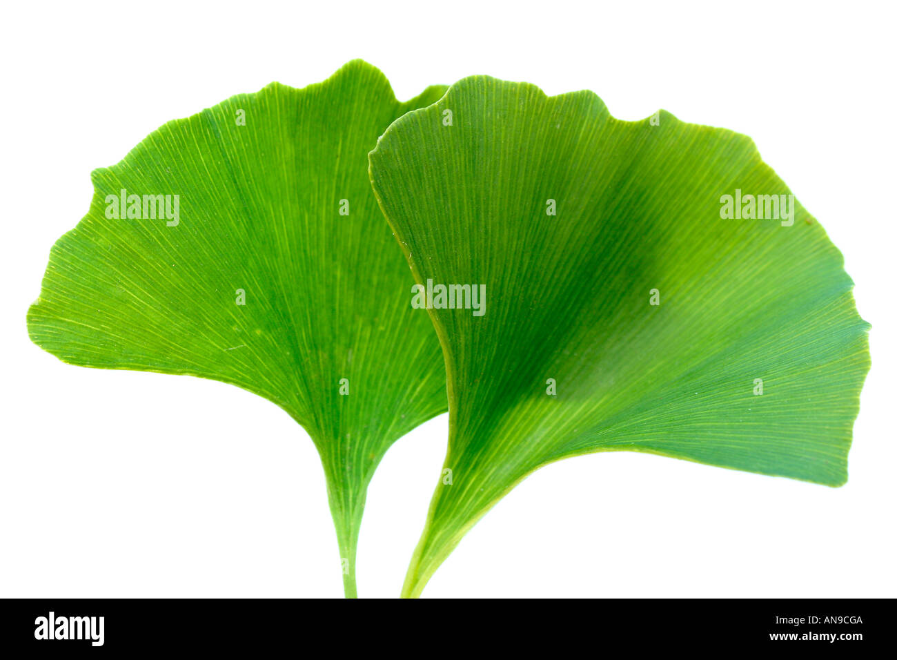 Horizontal ginkgo tree Cut Out Stock Images & Pictures - Alamy