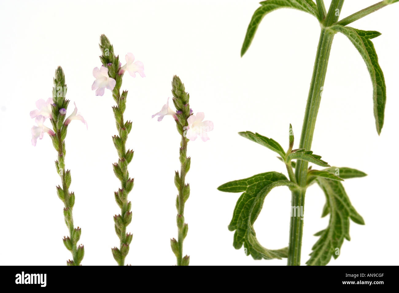 Vervain Verbena officinalis Stock Photo - Alamy