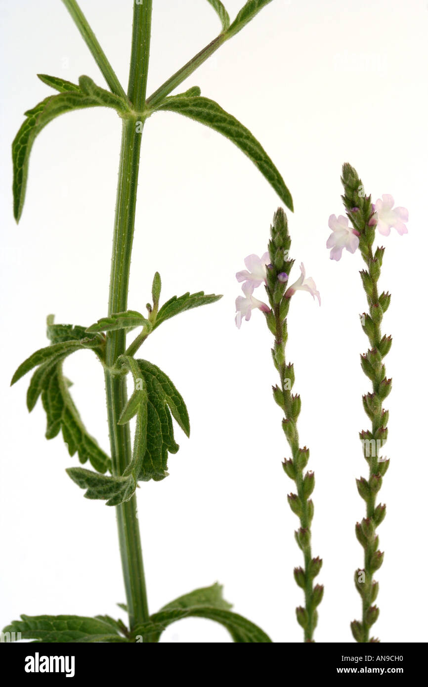 Vervain Verbena officinalis Stock Photo - Alamy