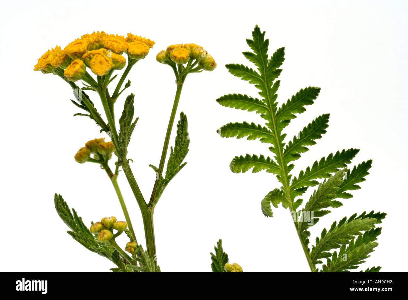 Tancy Tanacetum vulgare Stock Photo - Alamy