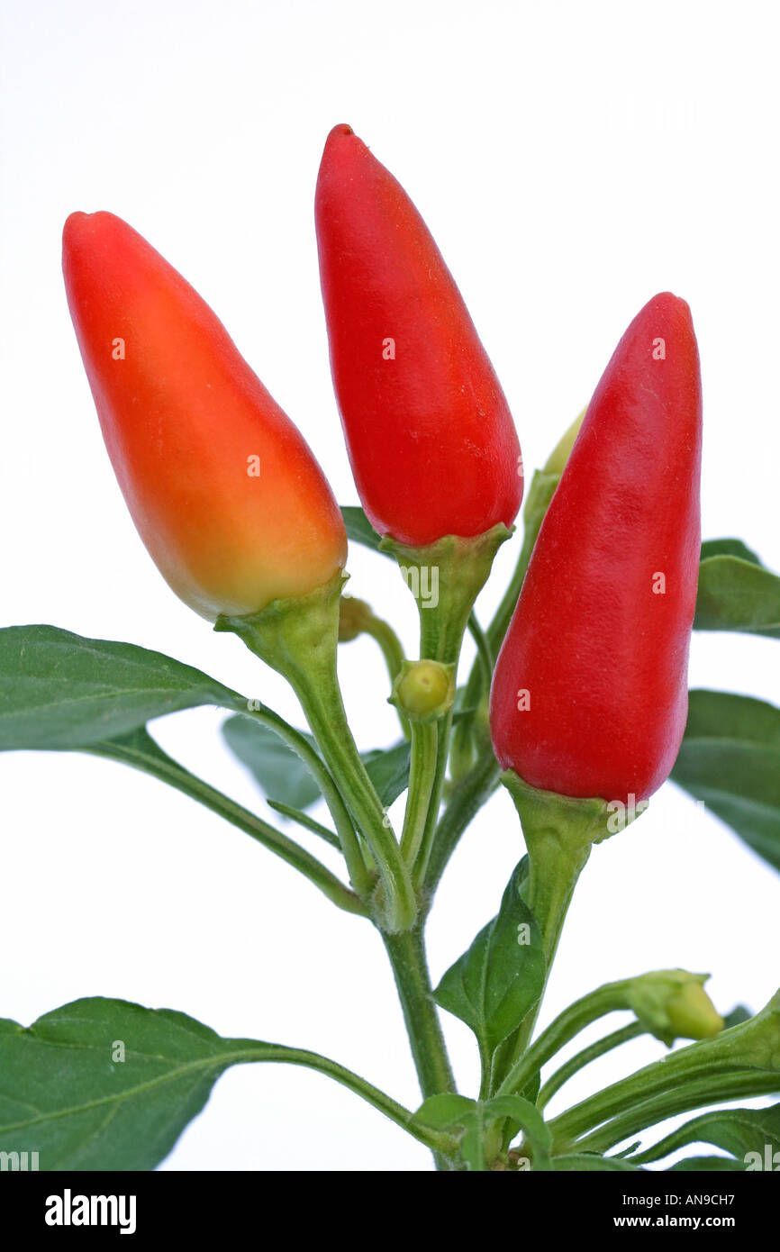Capsicum plant red Cut Out Stock Images & Pictures - Alamy