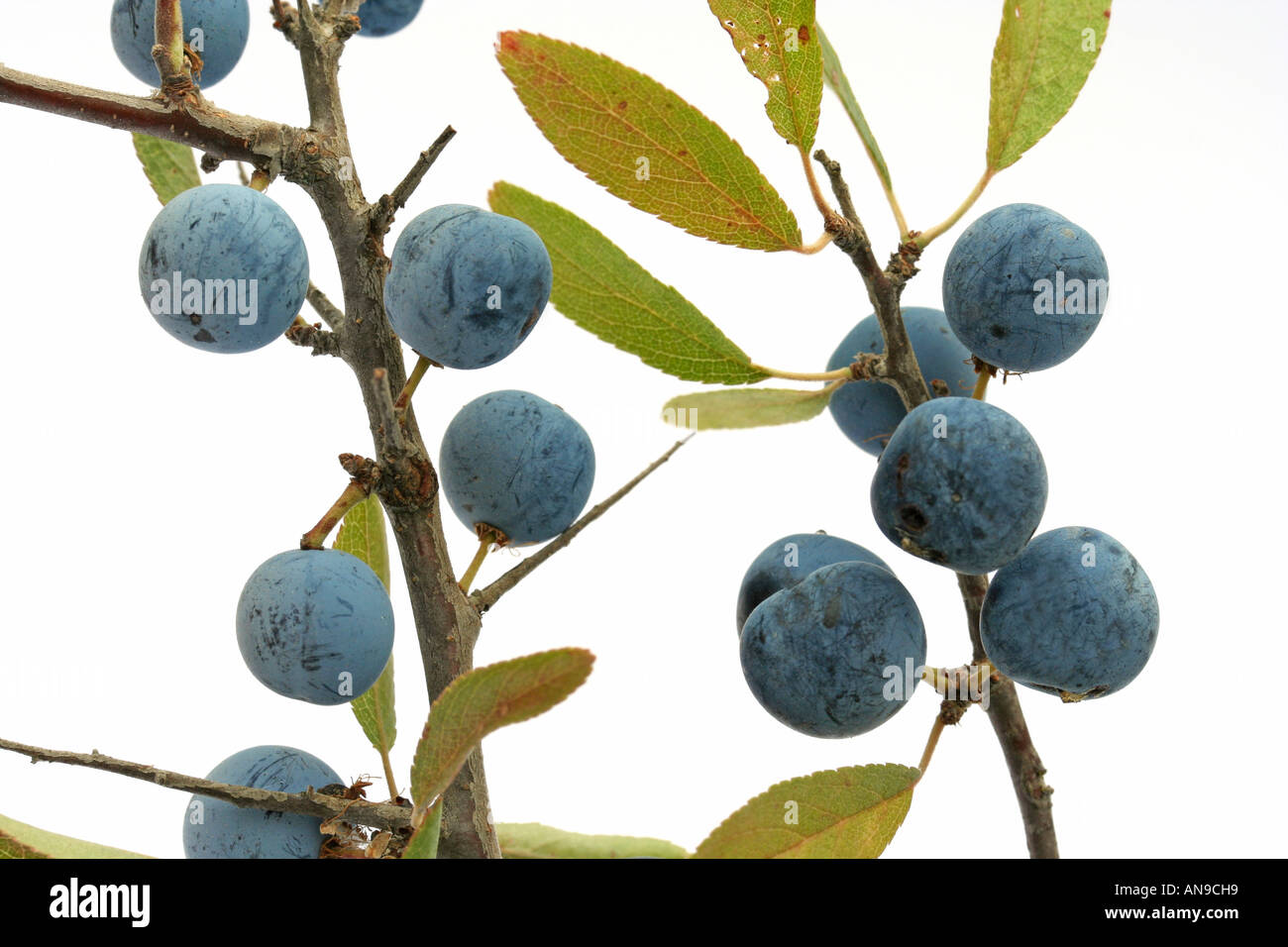 Sloes cutout hi-res stock photography and images - Alamy