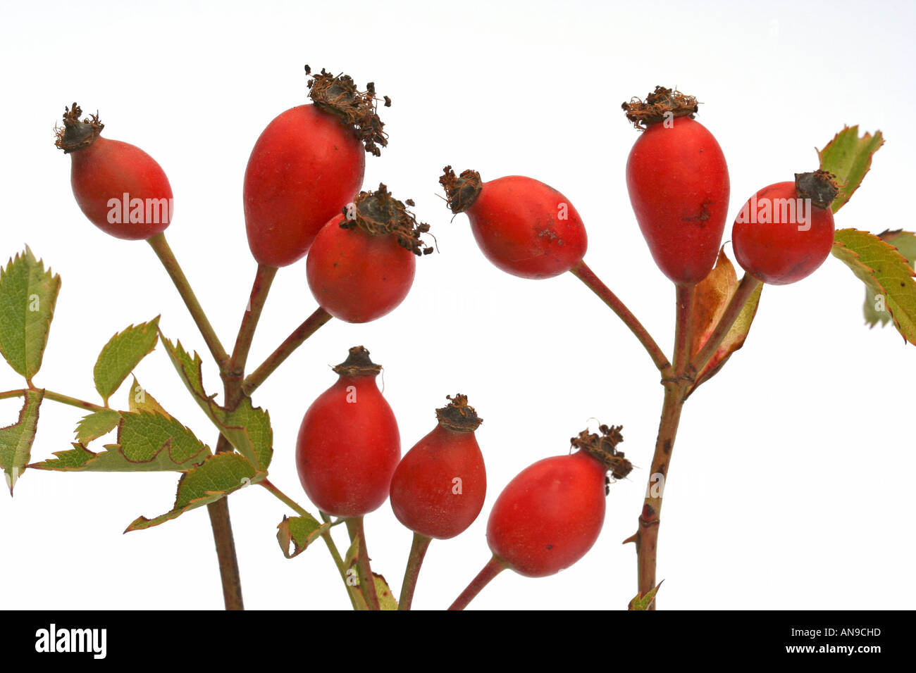 Dog rose hips Rosa canina Stock Photo - Alamy