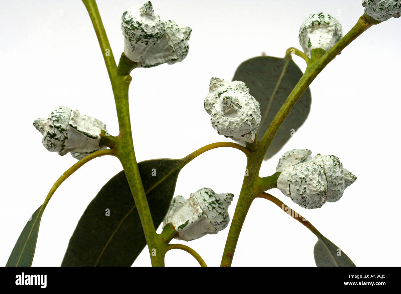 Tasmanian blue gum Eucalyptus globulus Stock Photo - Alamy