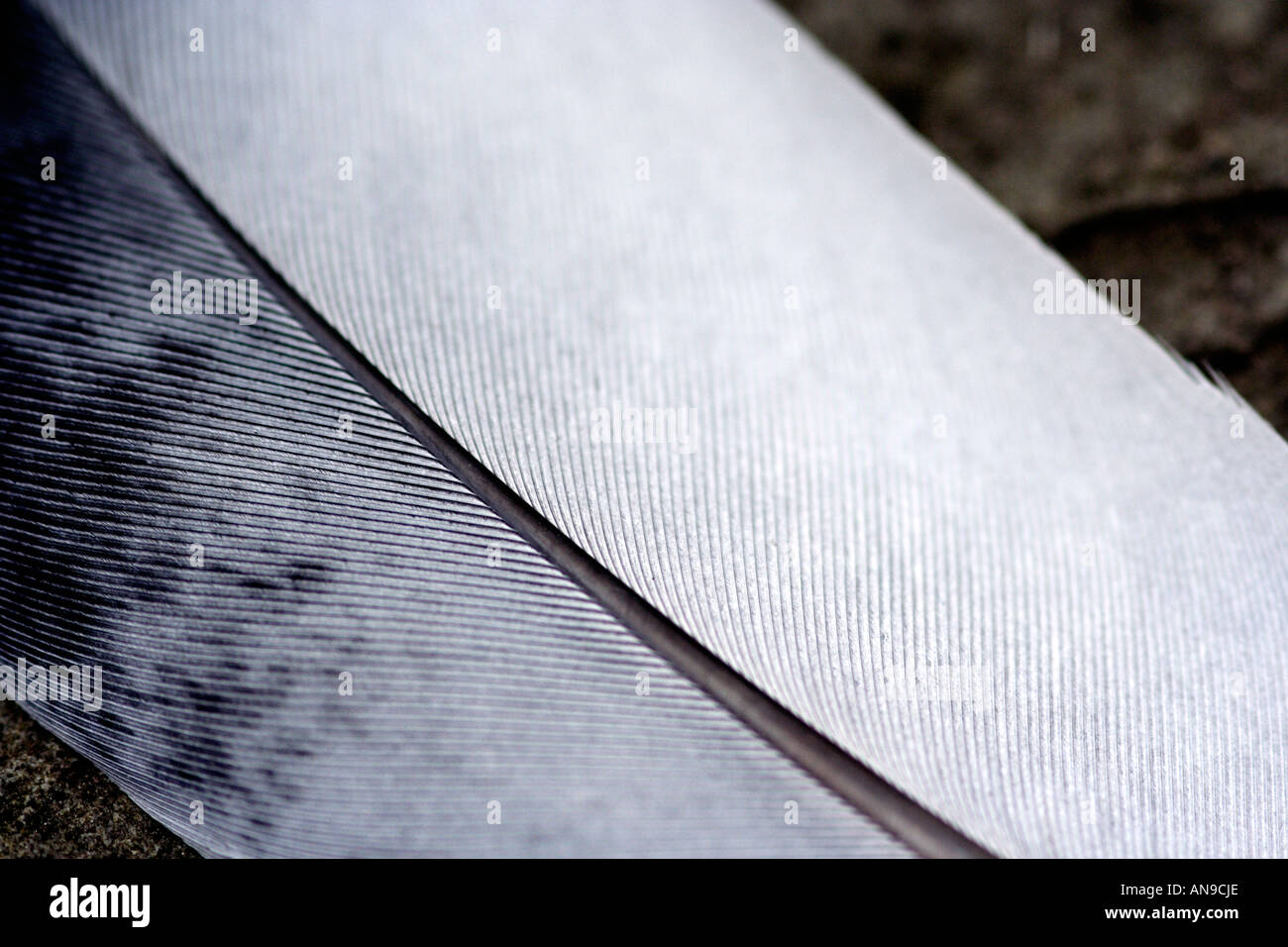 Ploom of feathers hi-res stock photography and images - Alamy