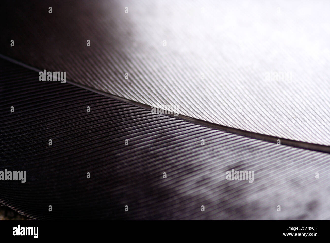 Mottled feather hi-res stock photography and images - Alamy