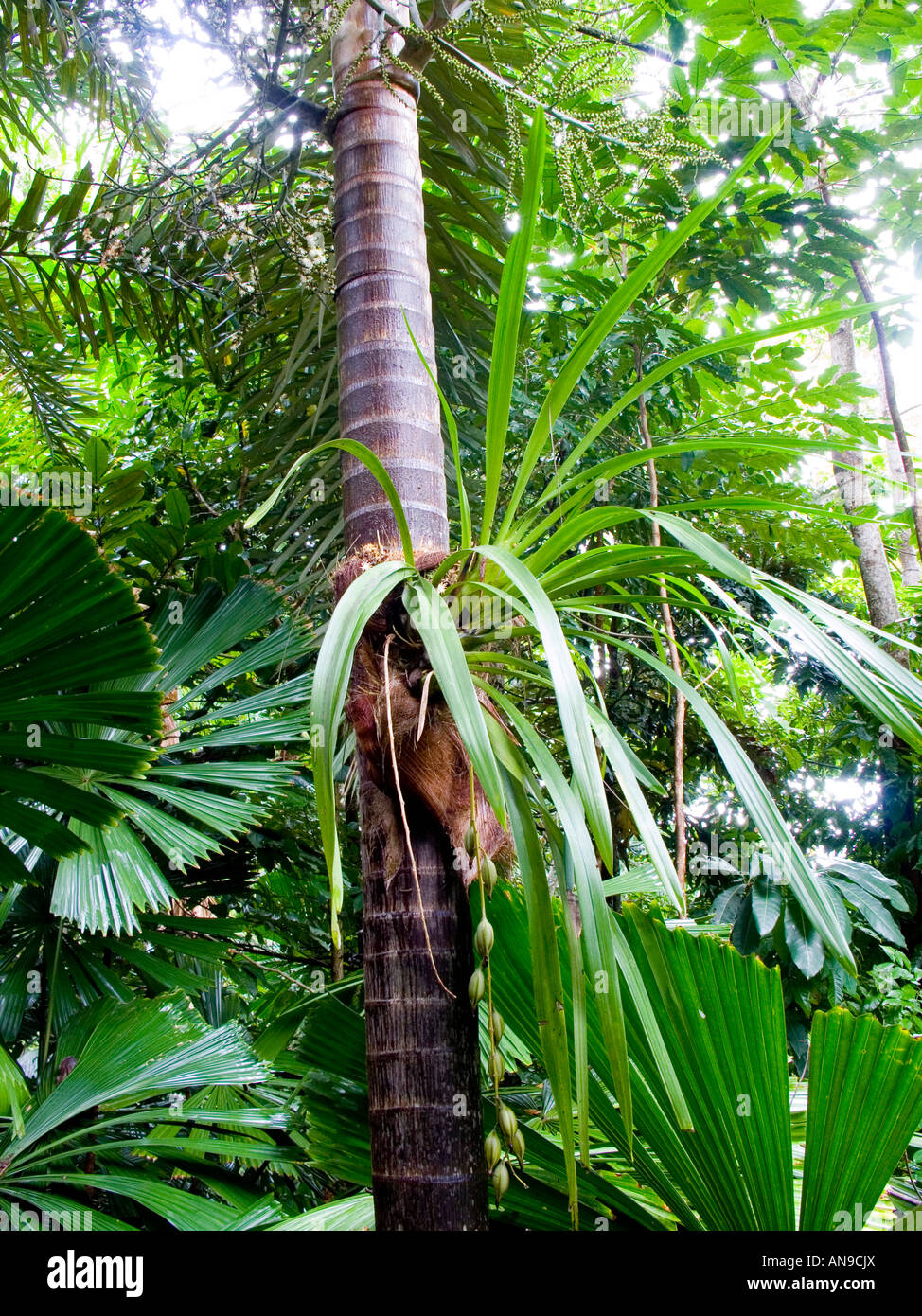 Daintree Rainforest, Queensland, Australia Stock Photo - Alamy