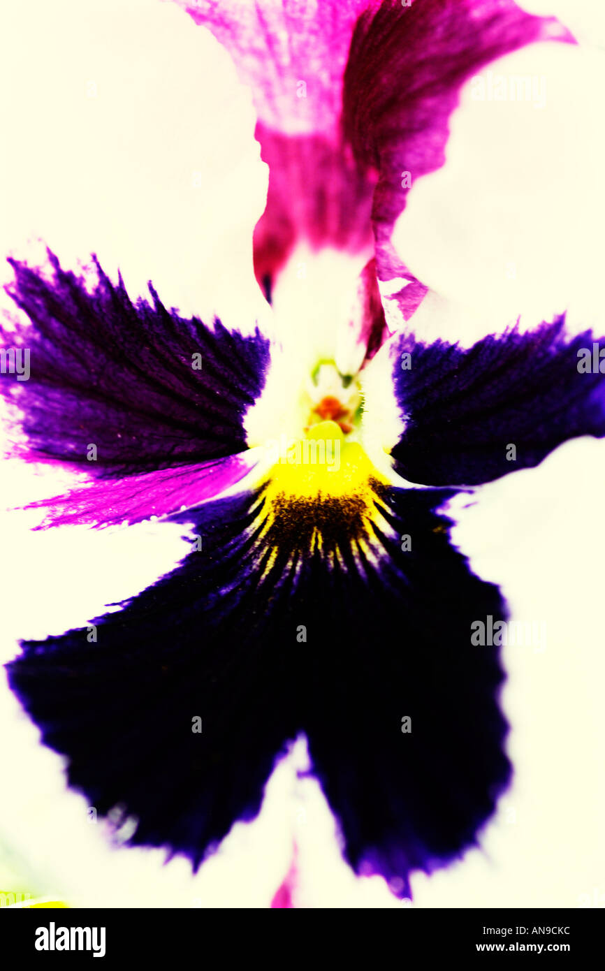 Pansy petal hi-res stock photography and images - Alamy