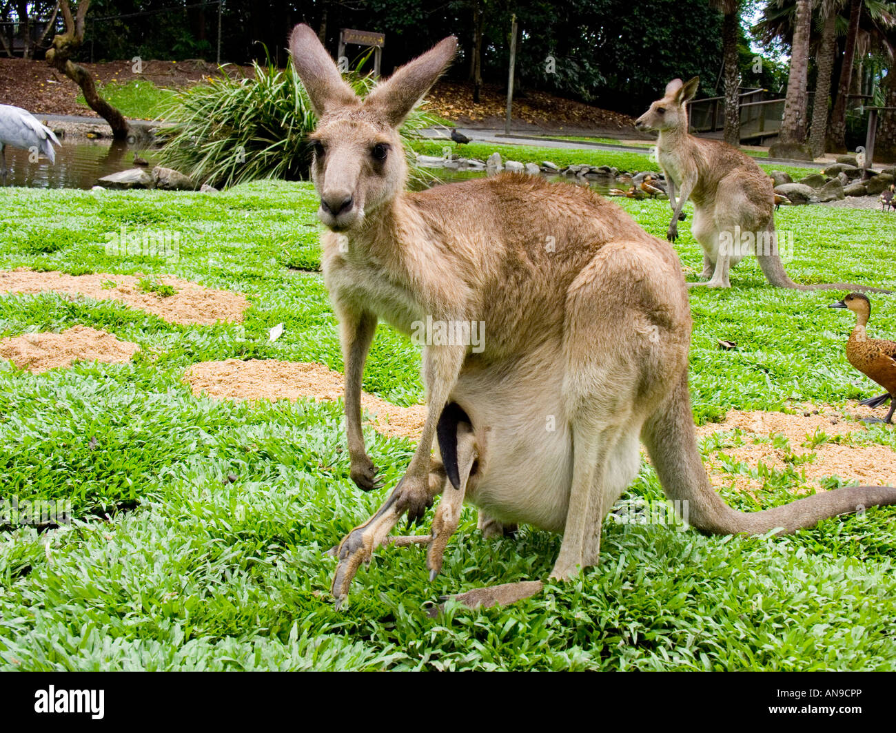 kangaroo, Queensland, Australia Stock Photo - Alamy