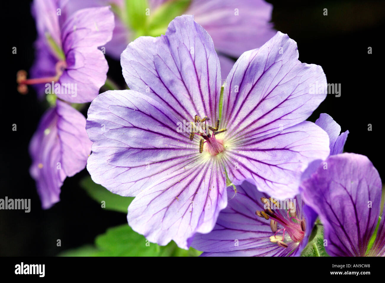 Geranium wallichianum buxton variety hi-res stock photography and ...